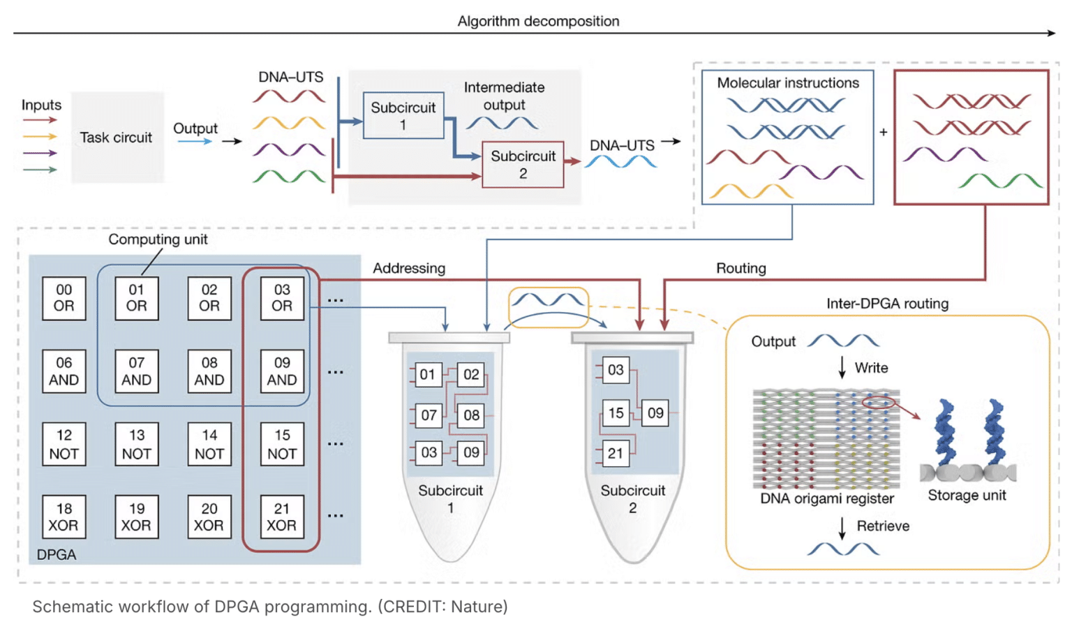 DNA-Based Supercomputer Solves 100 Billion Tasks—And Could Soon ...